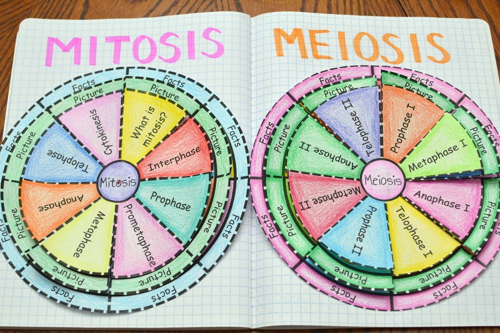 Math in Demand: Mitosis and Meiosis Foldable