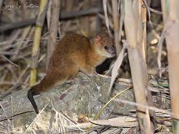 Argentina nativa: Comadreja colorada (Lutreolina crassicaudata)*