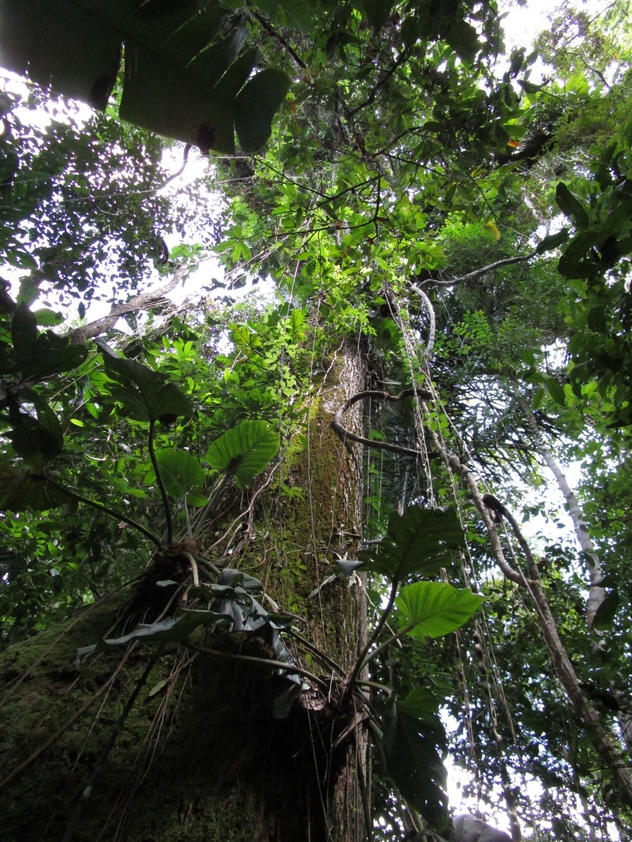 Jehuite: ¿Sabes cómo reconocer una selva tropical?
