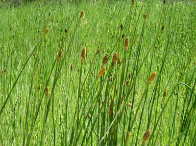MONTESSORI BIOLOGY : Division Sphenophyta ~ Pinegreenwoods