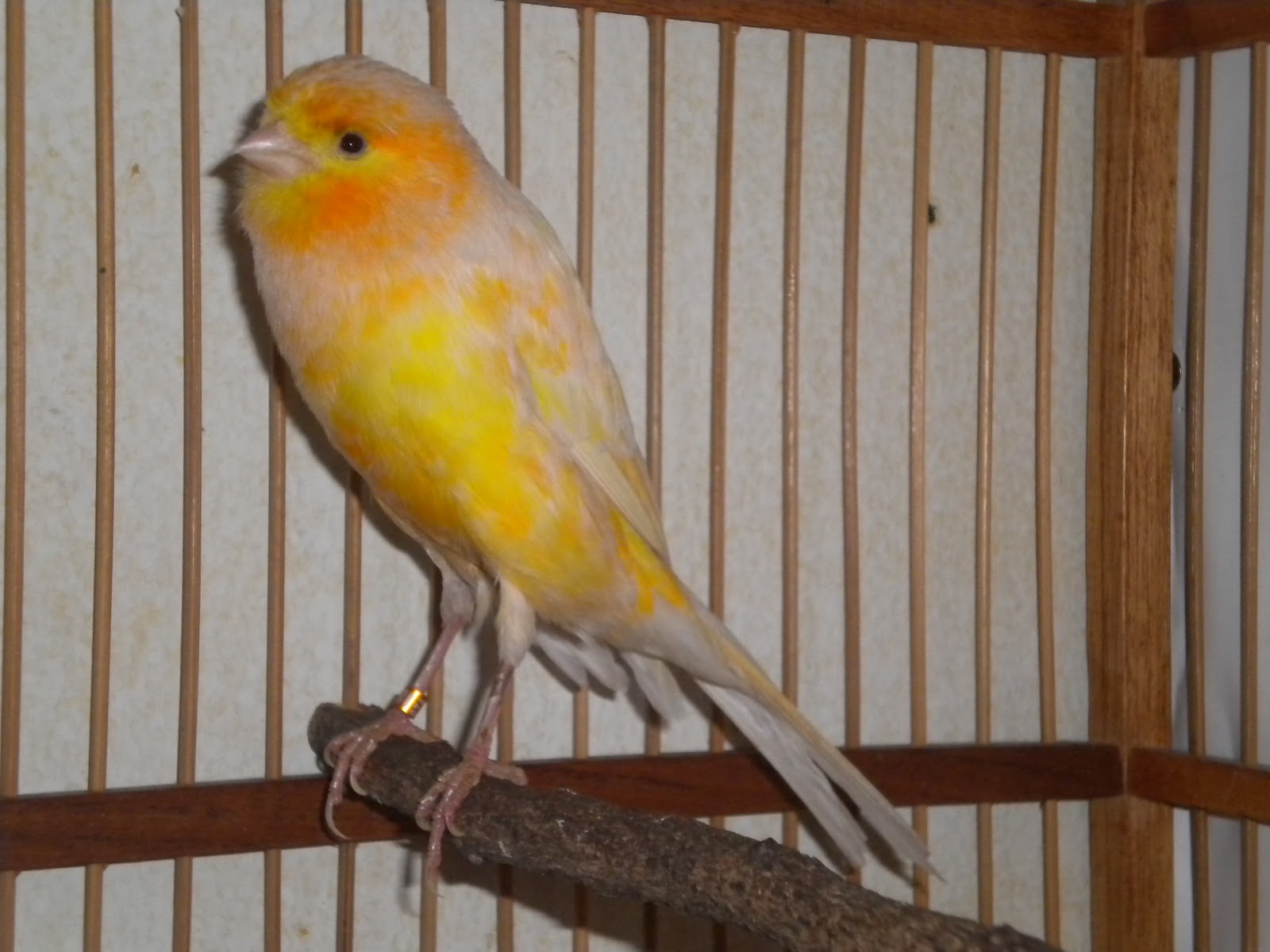 Yorkshire Canary