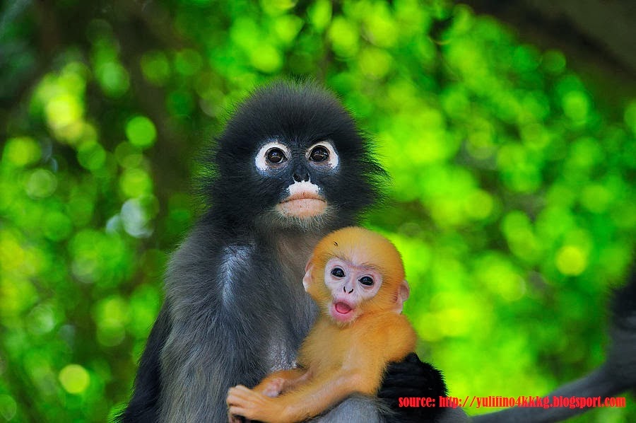 Beau_Dy's Apprentice ;)...: Spesies Monyet No.5 : LEAF MONKEY // Monyet ...