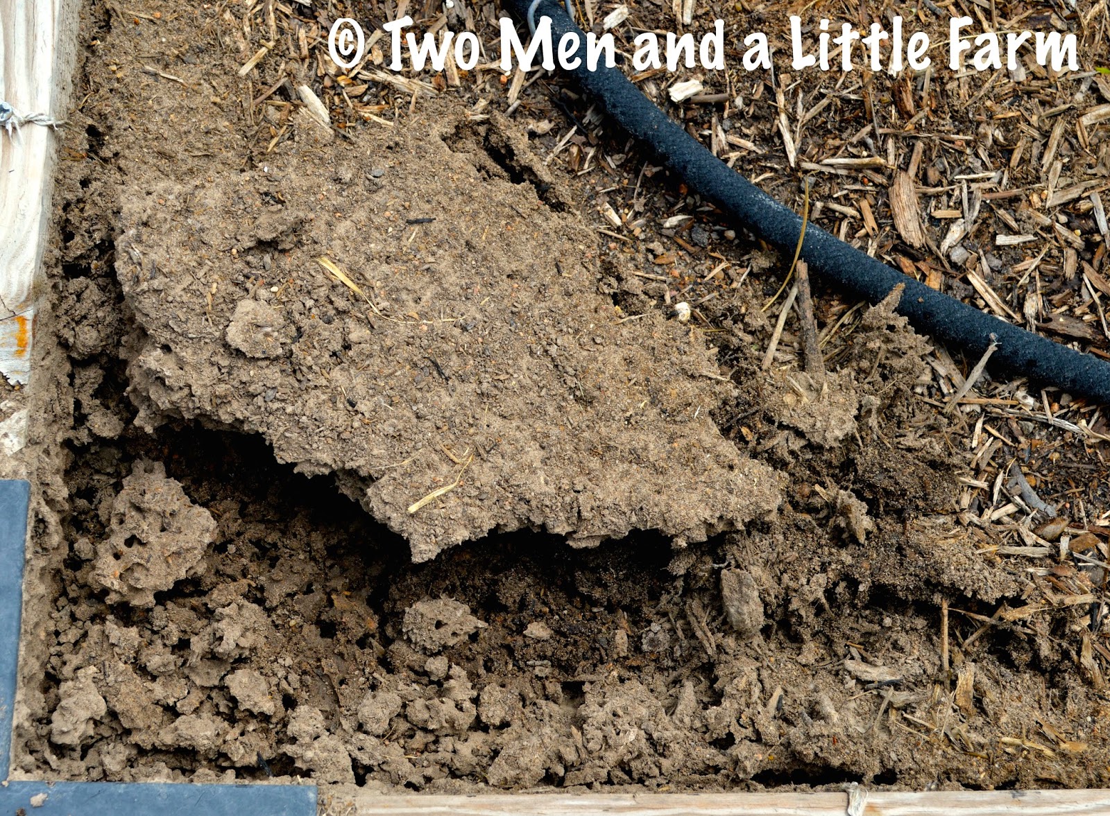 Two Men and a Little Farm: DEAD ANTS