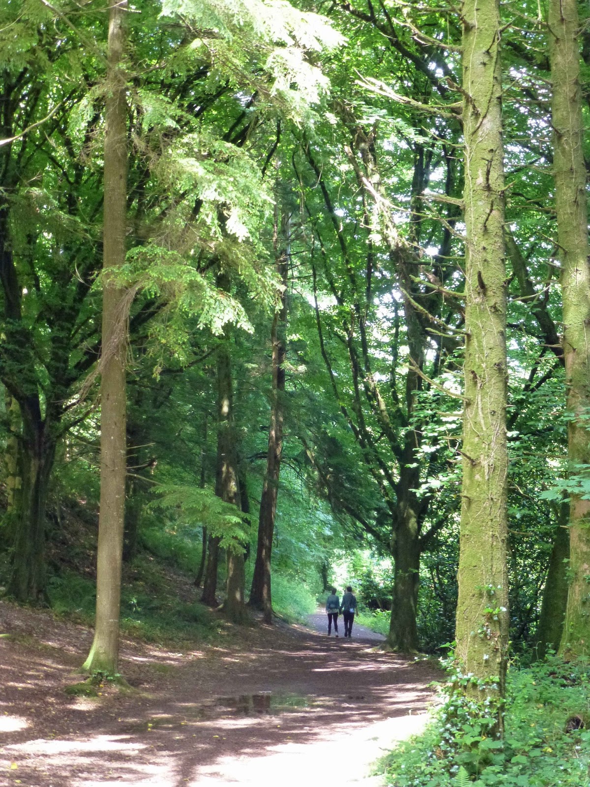 A Walk in Glenbower Wood
