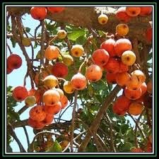 Kegley's Klimb: Sycamine Tree~Part IV