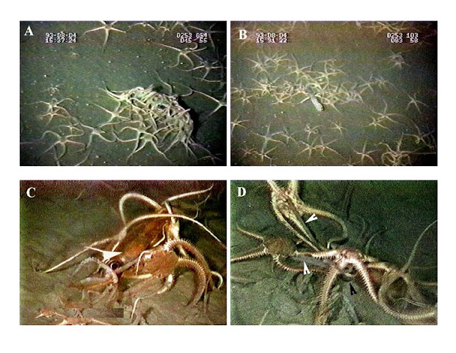The Echinoblog: Brittle Star Domination! When Ophiuroids Carpet the ...