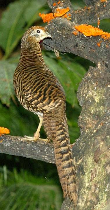 Tierra de pavos, francolines, faisanes y perdices: Faisán de Lady ...