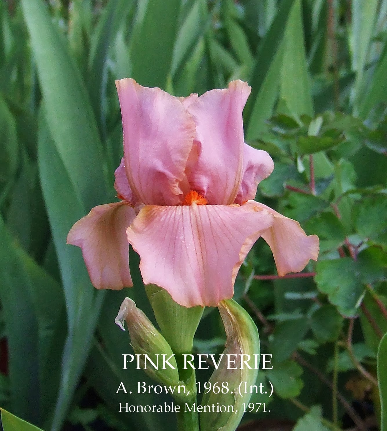 Intermediate Bearded Iris PINK REVERIE ~ HERITAGE IRISES