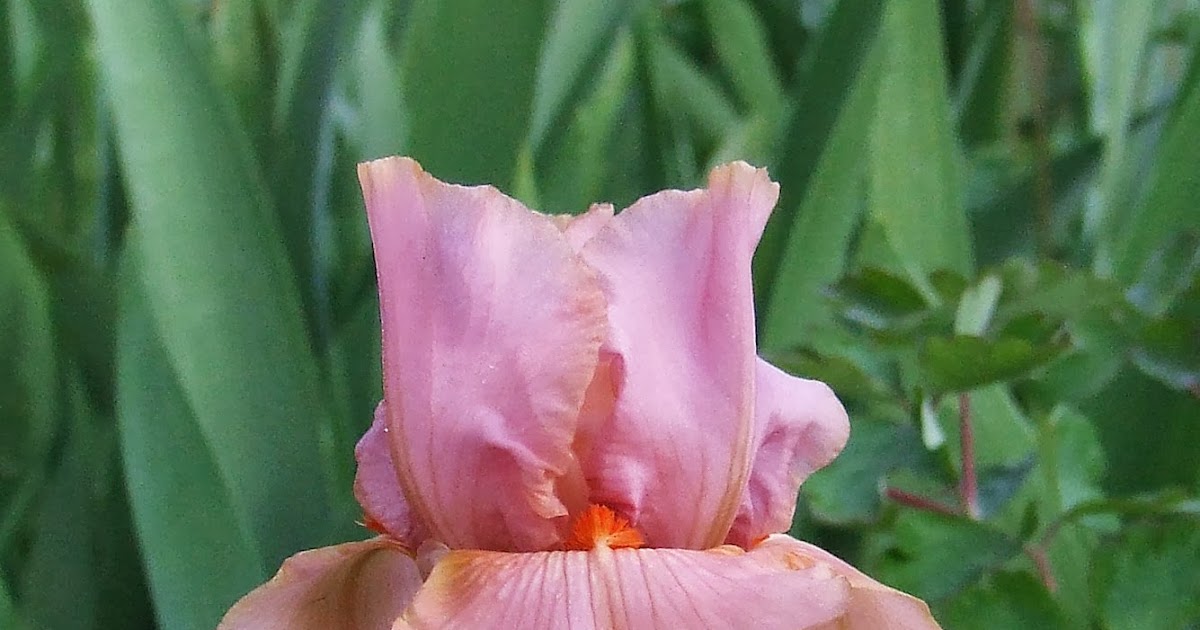 Intermediate Bearded Iris PINK REVERIE ~ HERITAGE IRISES