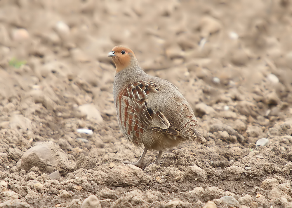 Mike Randall Bird Photography: Partridge Family
