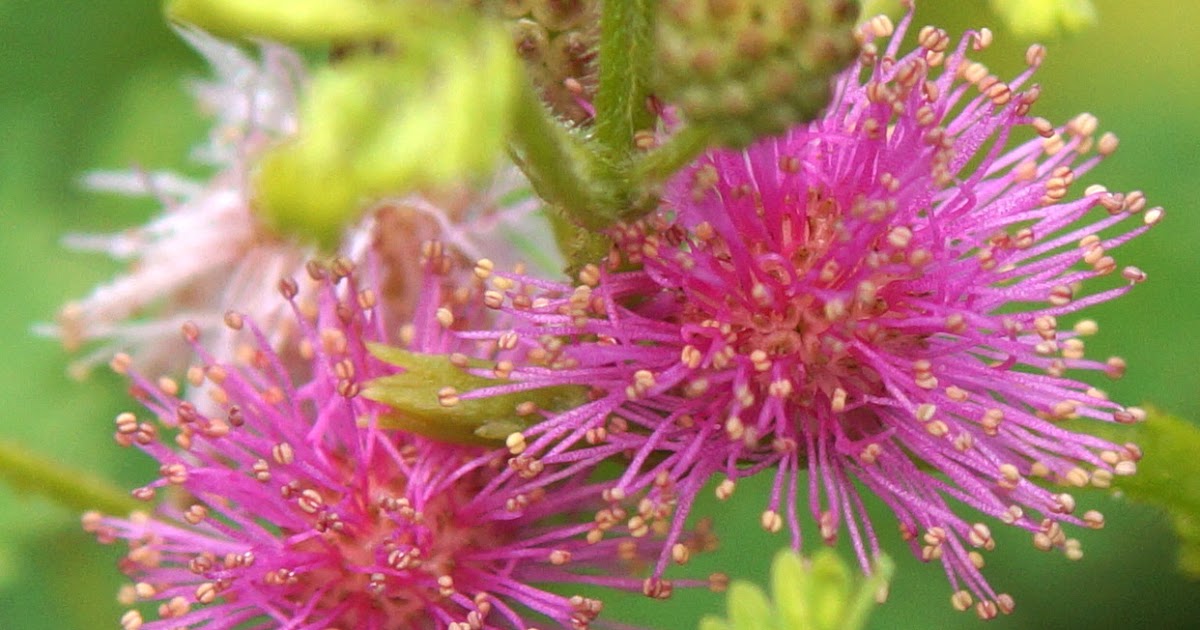 Invasive Giant False Sensitive Mimosa