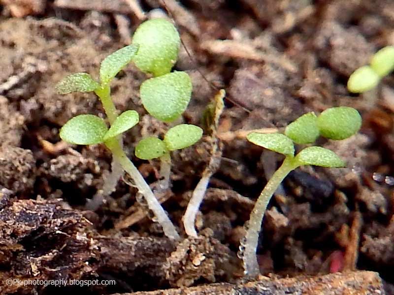 Tobacco Seedlings | Nature, Cultural, and Travel Photography Blog