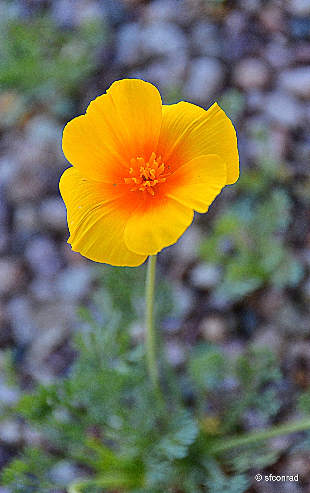 PUPPY PATHS - RVing Full-Time: Mexican Poppies and Some More Flowers