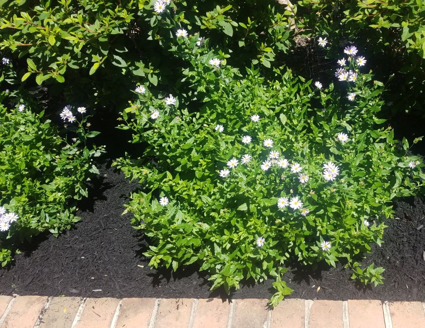 Future Plants by Randy Stewart: Kalimeris - Japanese Aster