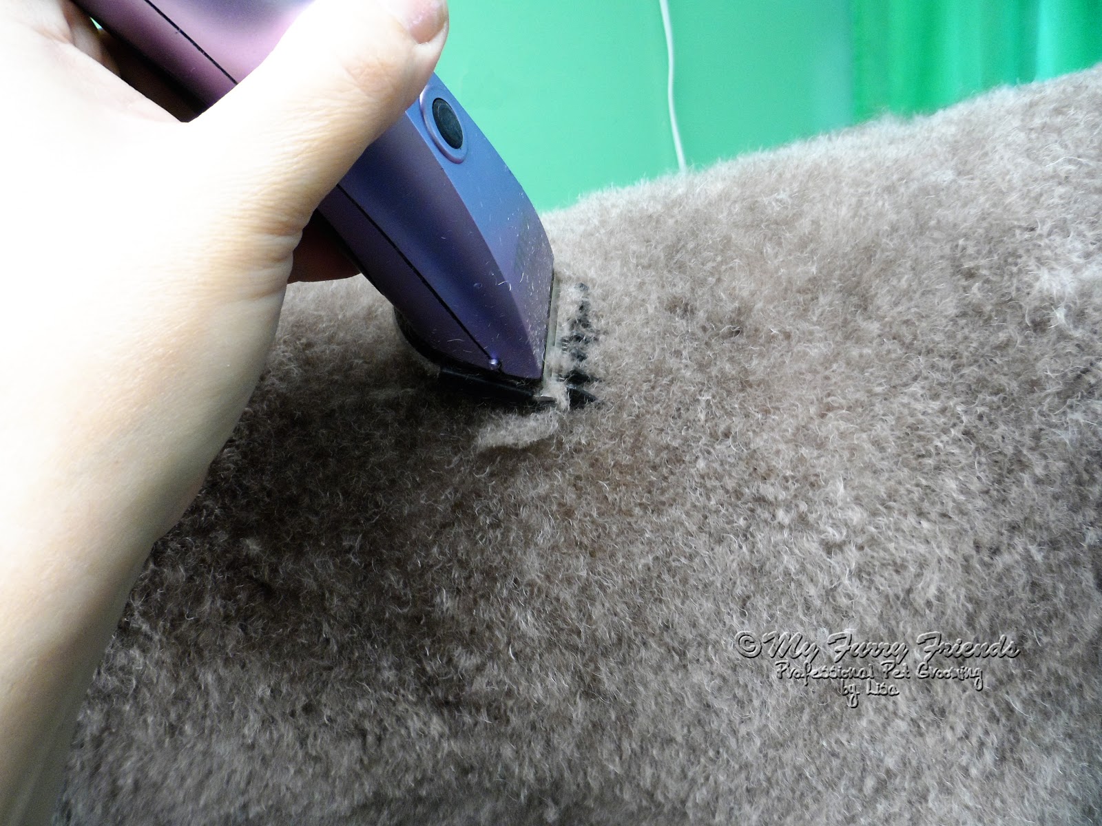 Pet Grooming: The Good, The Bad, & The Furry: Using Clip Comb ...