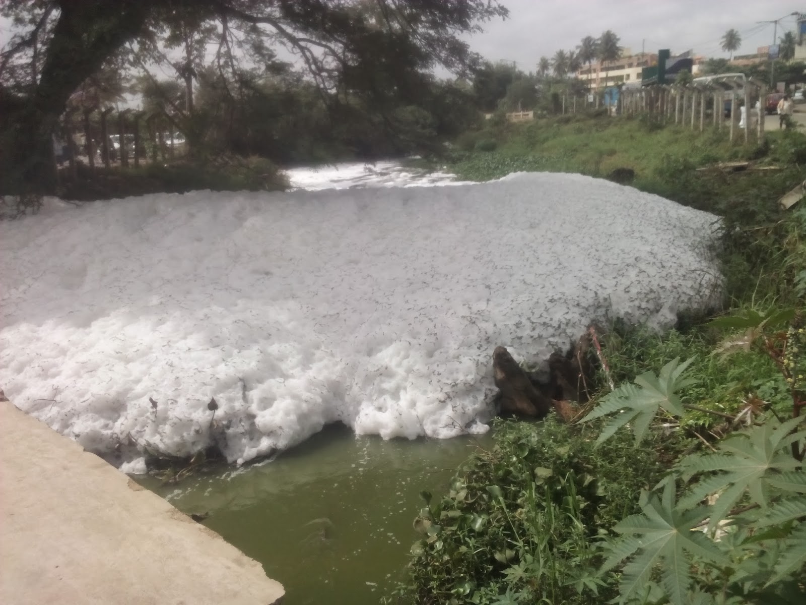 Bangalore's second largest lake and major Sewage Inlet: Varthur Lake ...