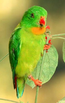 All About Unggas: Jenis Burung Serindit