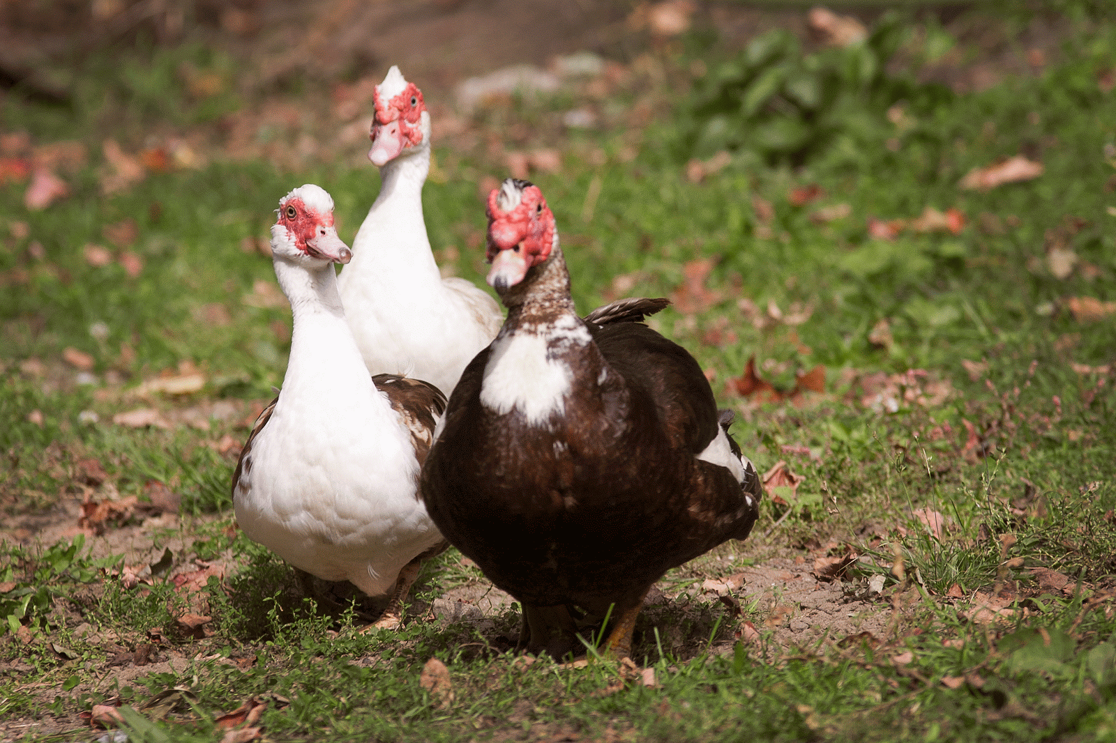 Black Dog Barnyard: Ducks