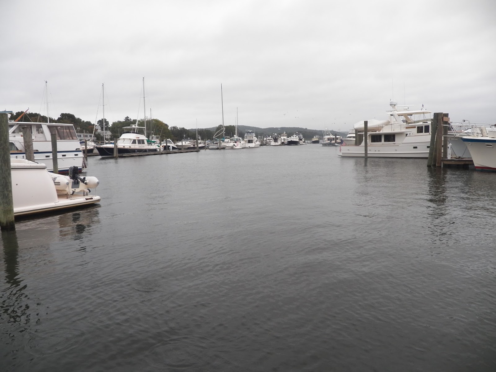 Connecticut Fly Angler: One Nice Early Morning Bluefish