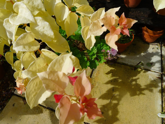 Lavender and Vanilla; Friends of the Gardens: Raspberry Ice;