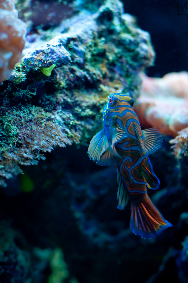 Mandarin Fish Wallpapers Mandarin Pictures - HD Animal Wallpapers
