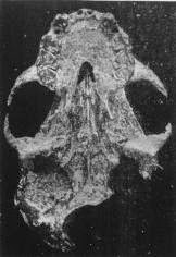 Mamíferos extinguidos en Centroamérica