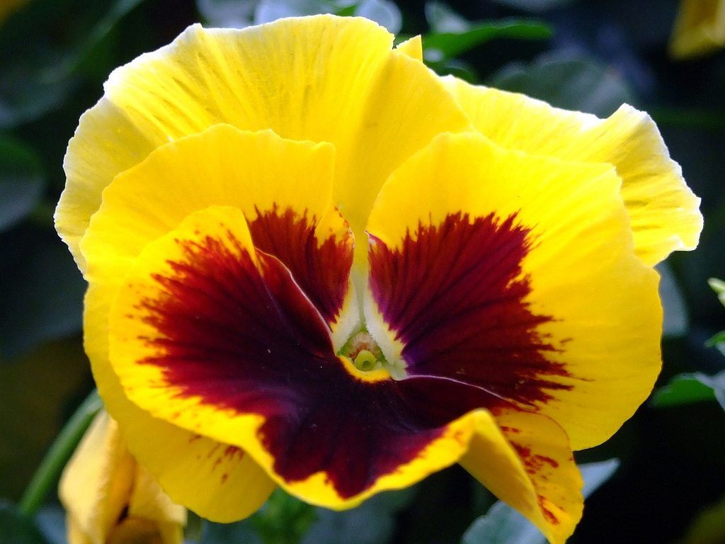 FLORES Belas e ENCANTADORAS: Amor- perfeito