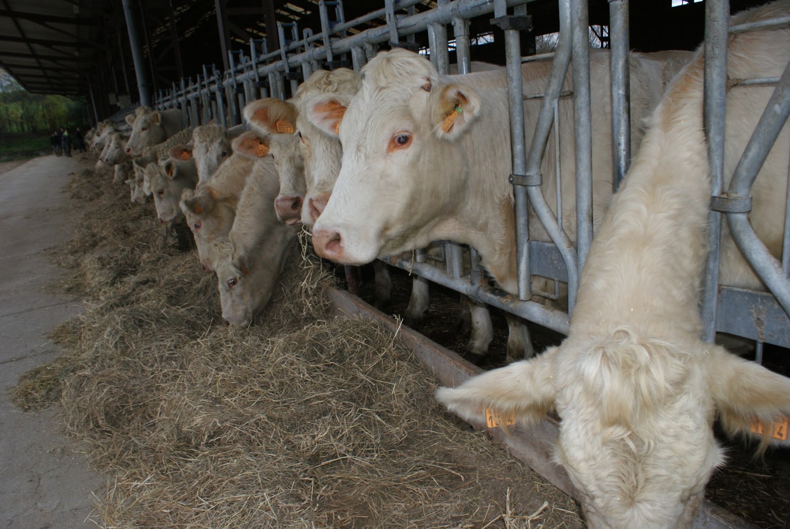 Les boeufs bourguignons: Les activités de la ferme : la production animale
