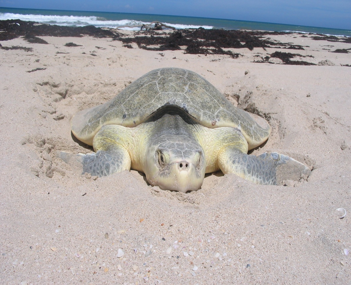 Moosnípol y las fantásticas tortugas marinas.: Tortuga Lora del ...