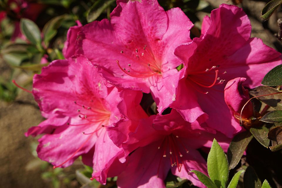 Rhododendron «azalea» - Id Plantae