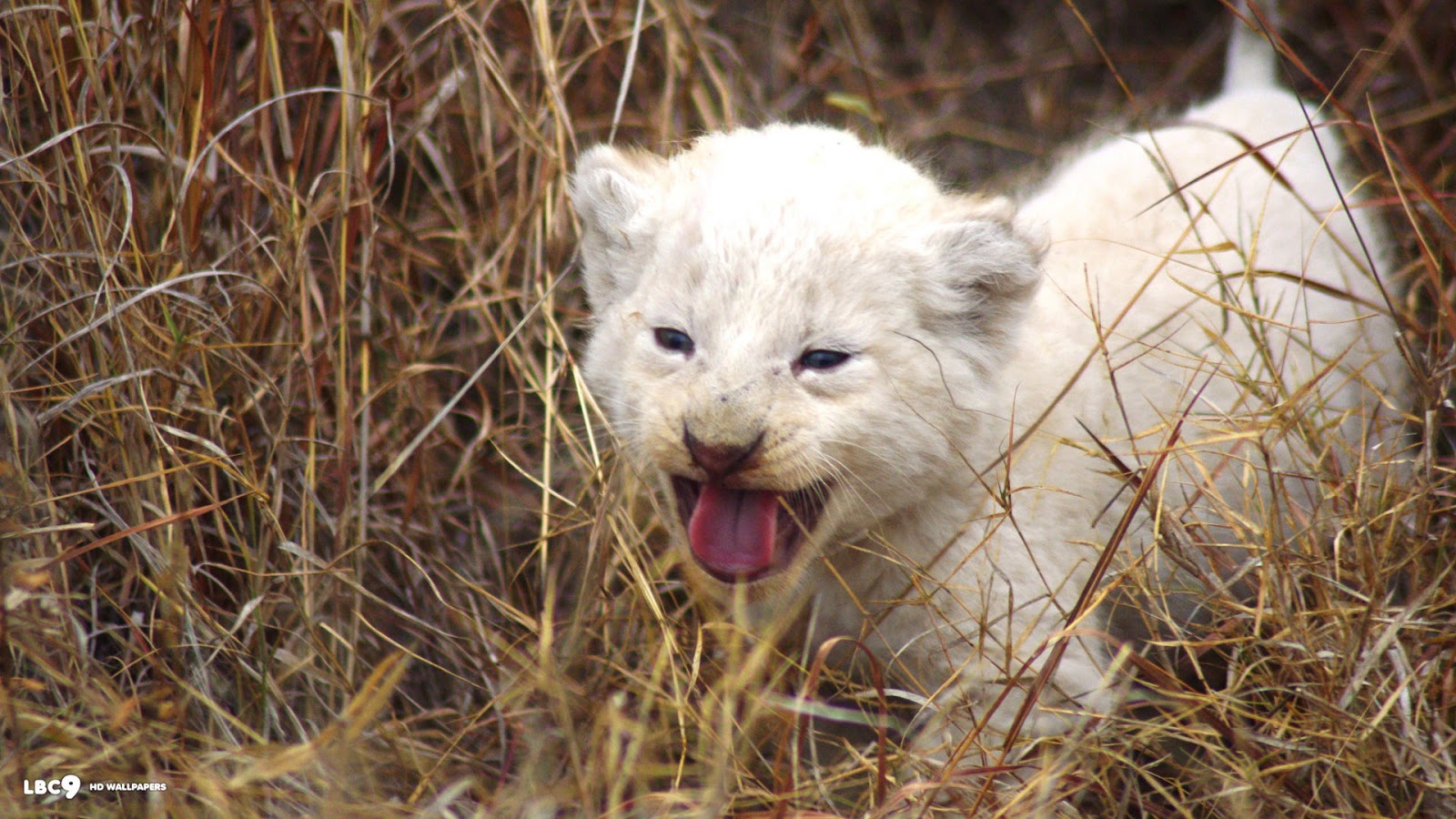Vahşi Beyaz Aslan HD Resimleri | Rooteto