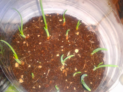 SAKSIDA TAZE SOGAN YETISTIRME-Özlem'in Penceresinden