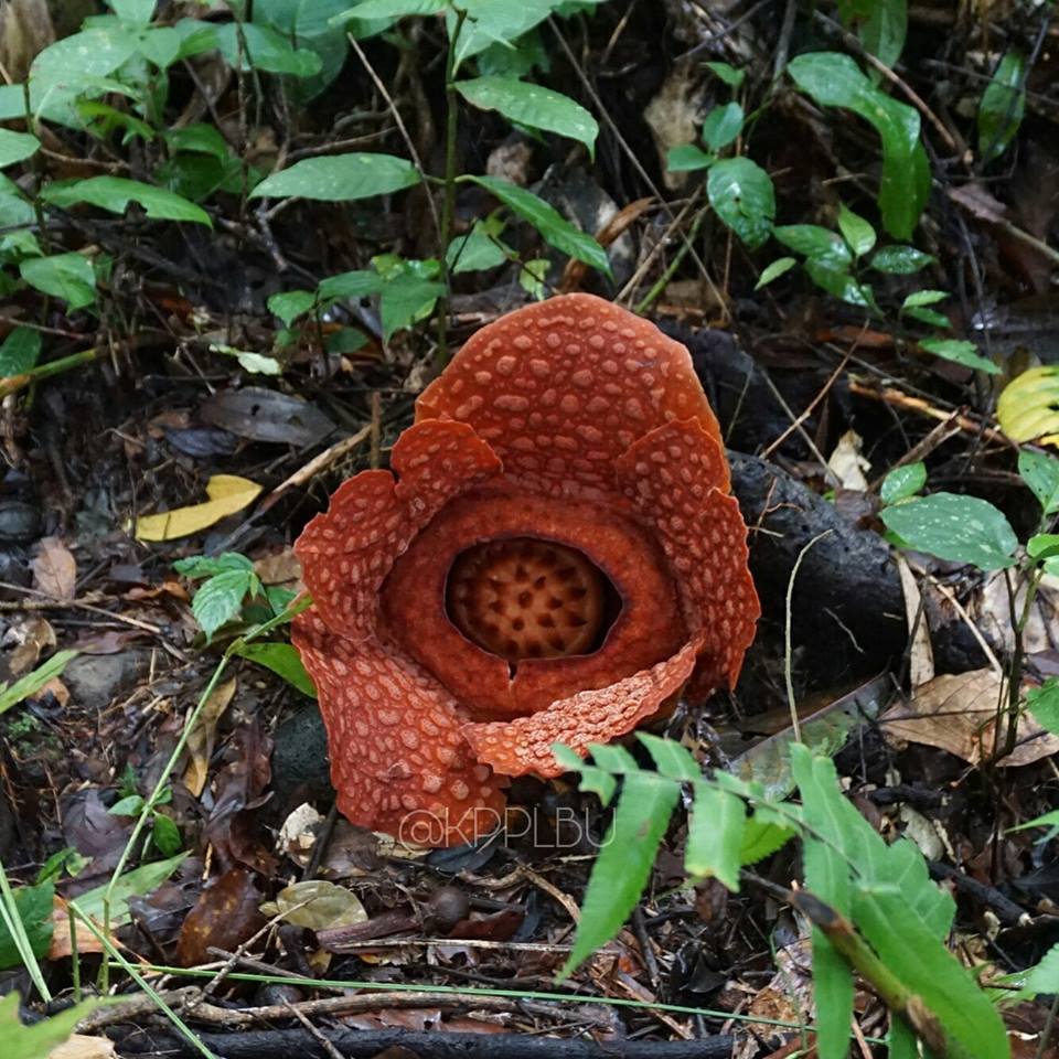 Species New to Science: [Botany • 2017] Rafflesia kemumu • A New ...