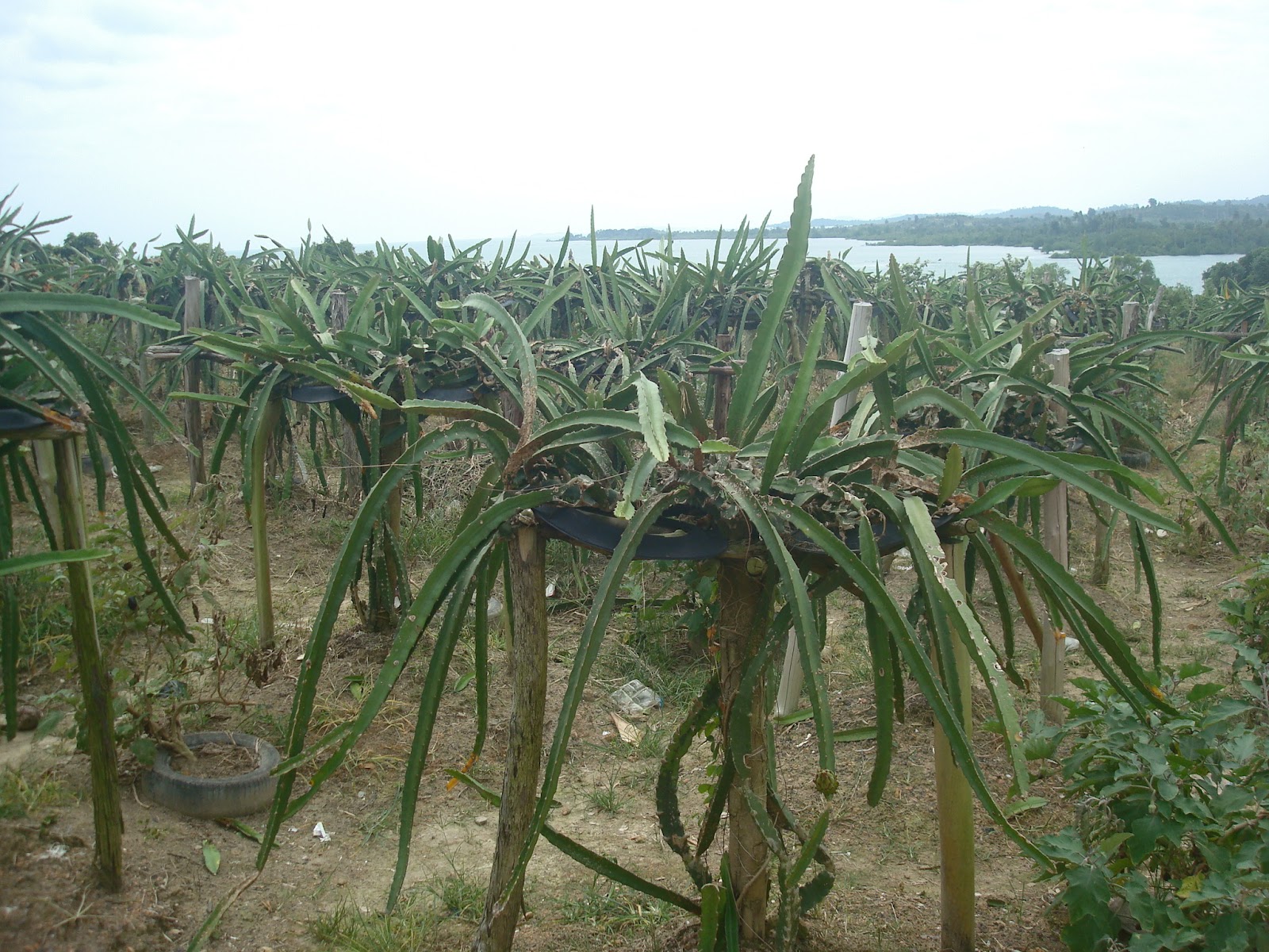 Batam, Indonesia Itinerary | Tre Loves to Travel