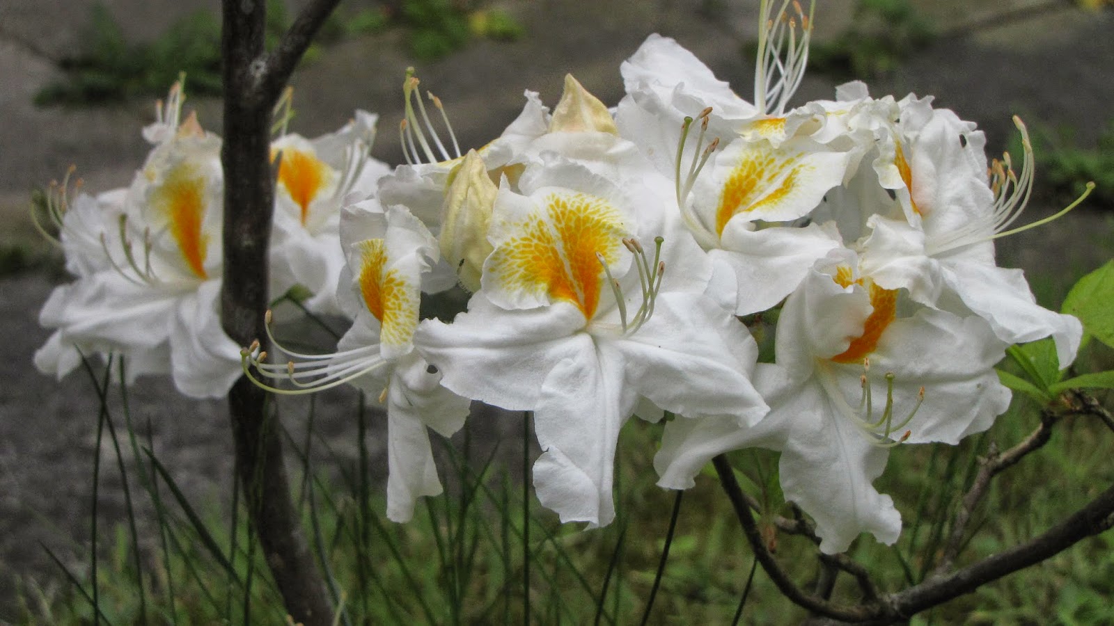 Rothenblog: Maiblüher an Pfingsten