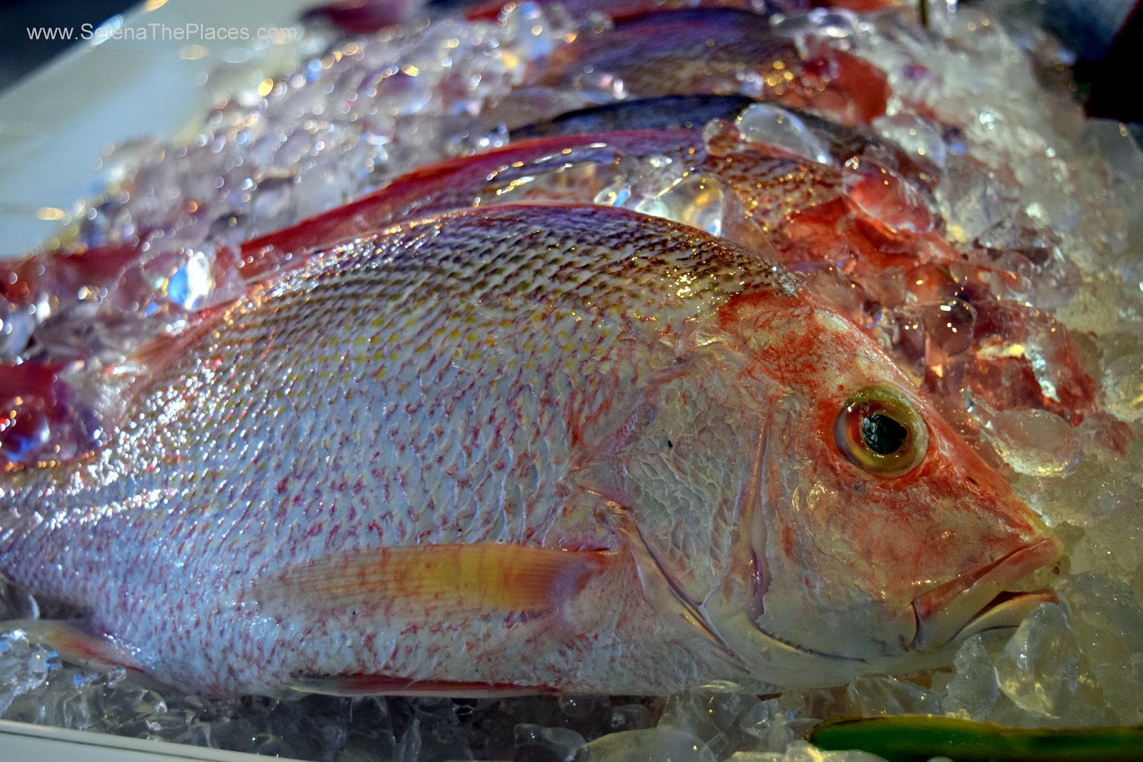 Oh, the places we will go!: Fisherman's Village in Koh Samui