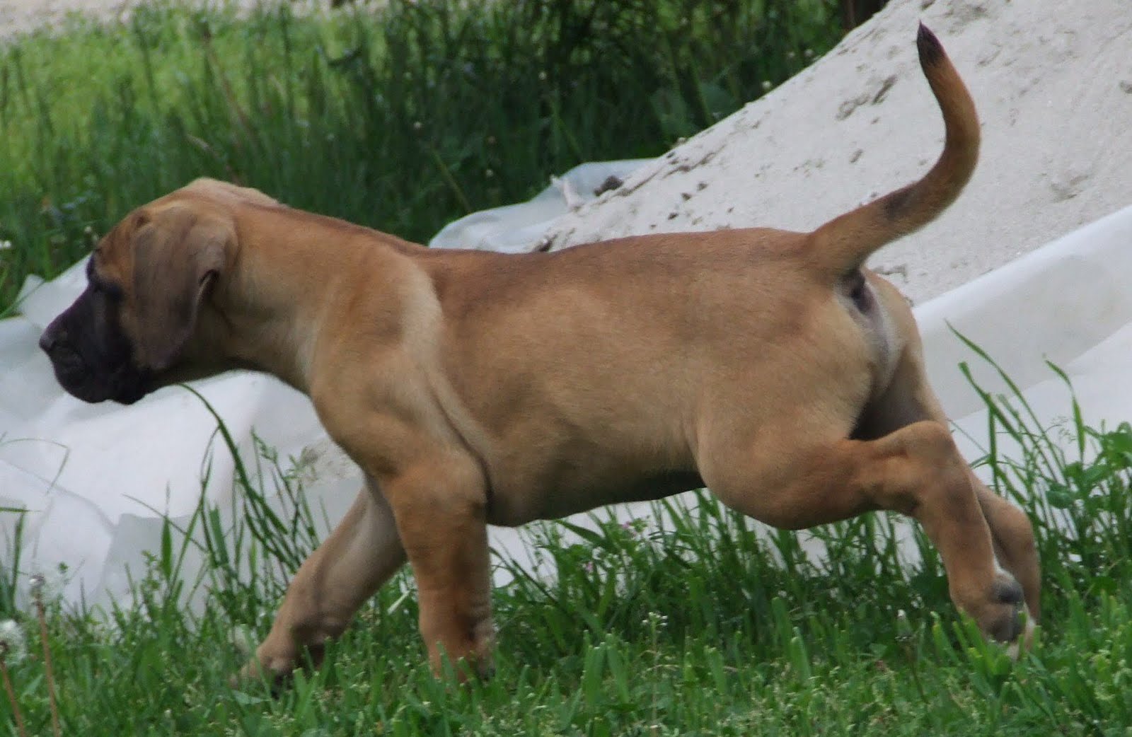 Tosa Inu-Arka de Noe kennel -Serbia: Tosa Inu male puppy , for sale