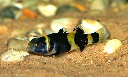Mengenal ikan Bumblebee Goby - Brachygobius xanthozona ~ Aquascape Batang
