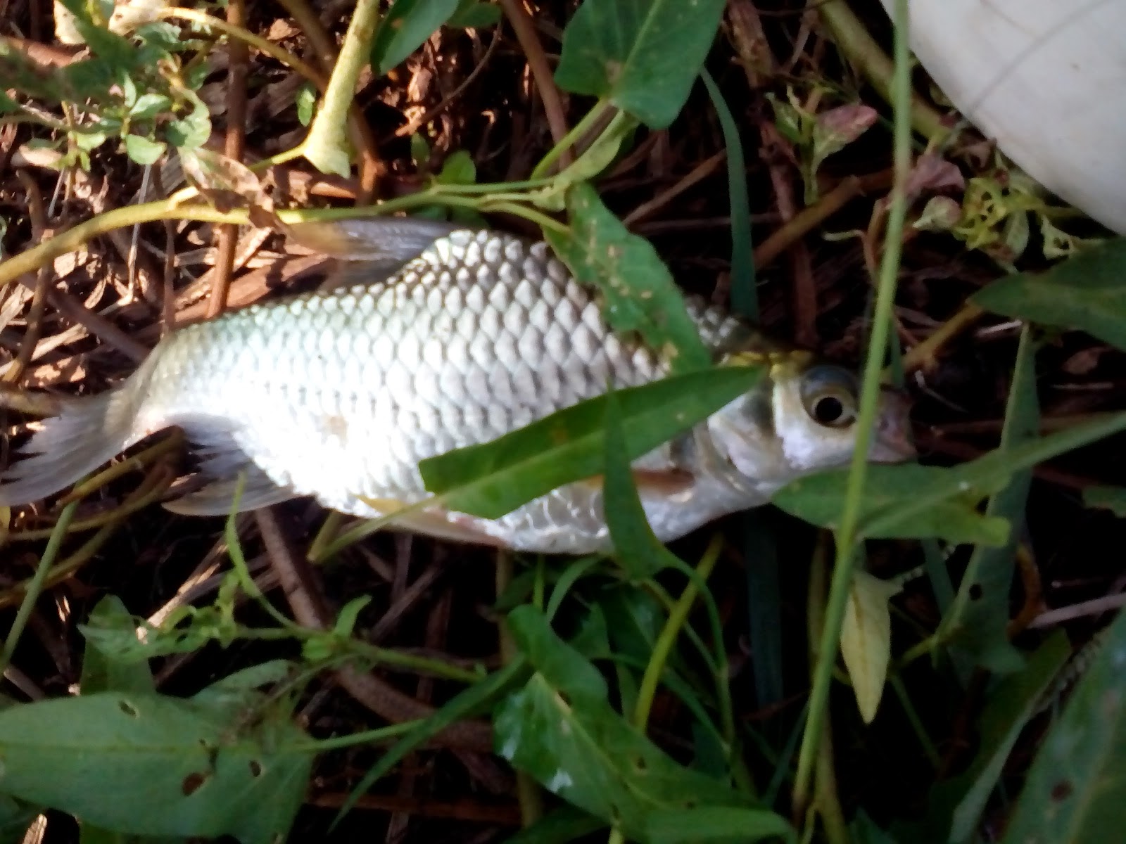 akuyangakut.blogspot : Ikan sawah a.k.a ikan darat