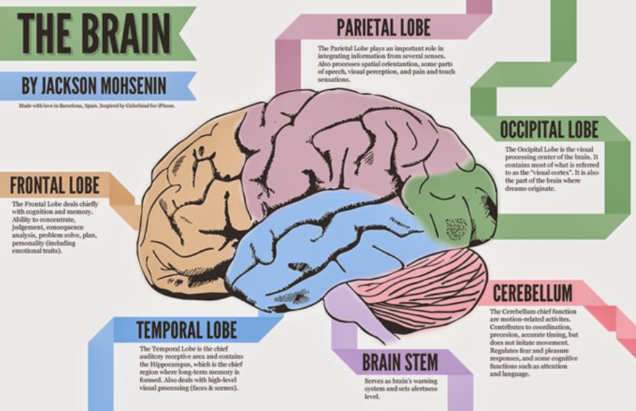 KSJBIO: #22 Why is the human brain wrinkled? (English)