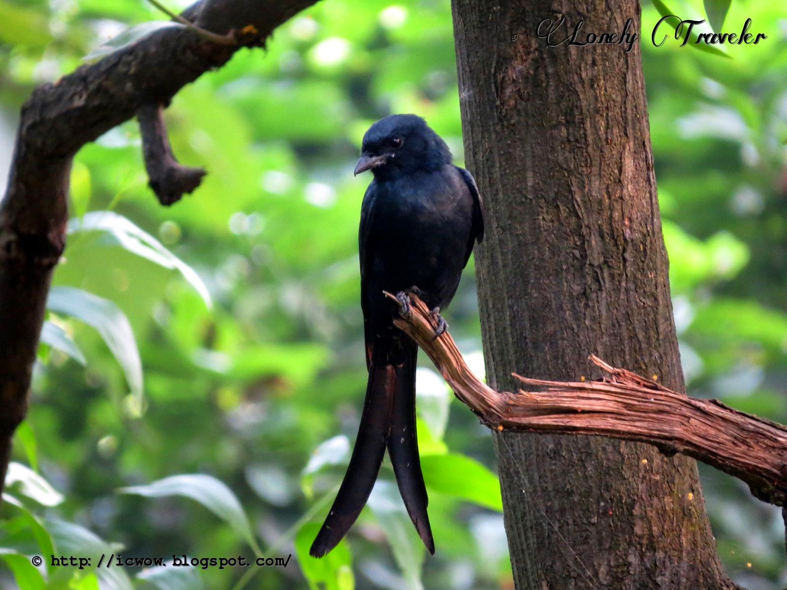 Black Drongo - Dicrurus macrocercus
