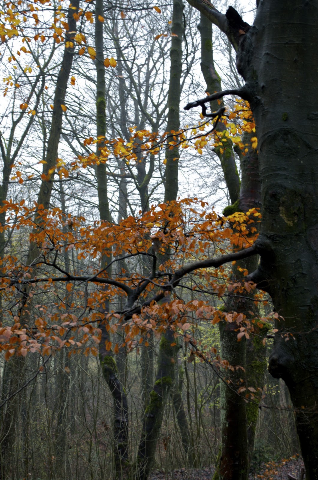 The Plashing Vole: Troglodytic Vole