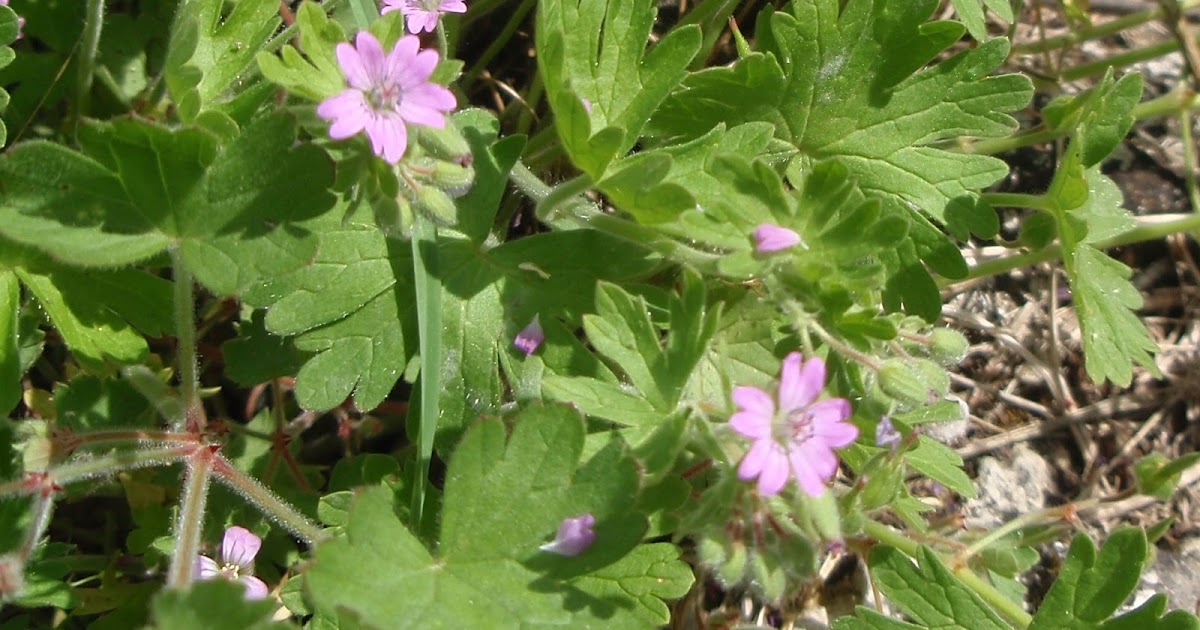 HERBARIO VIRTUAL DE BANYERES DE MARIOLA Y ALICANTE: Geranium pusillum ...