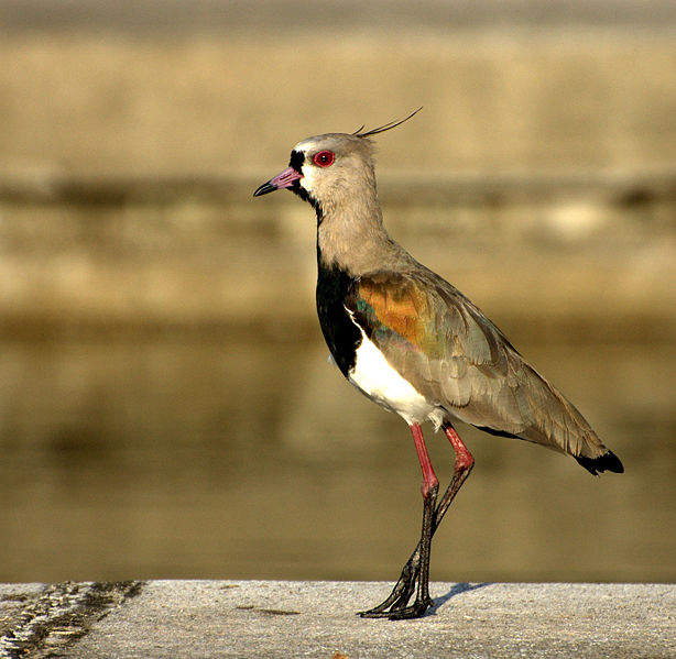 El ojo del buitre: Aves - Tero (Vanellus chilensi)