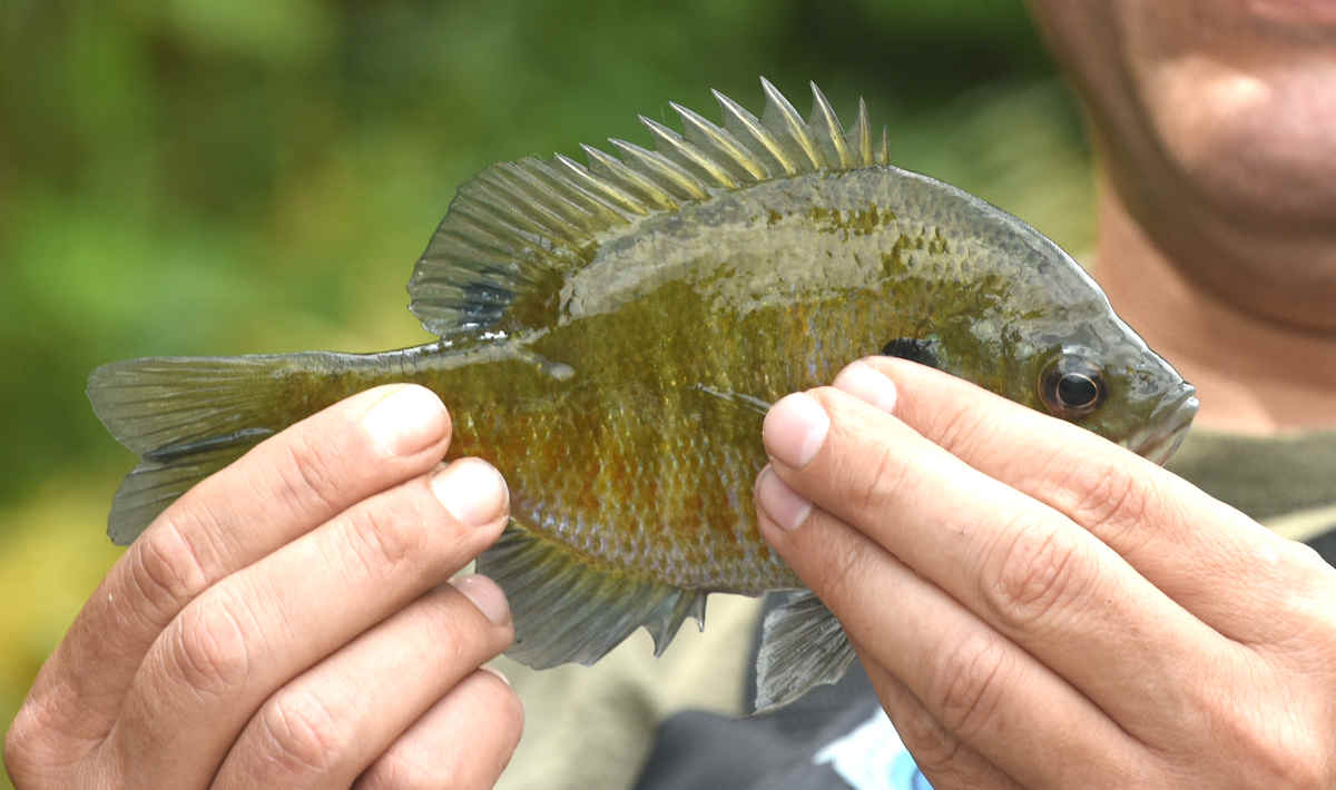 BaitRageous: Kayak Fishing Marrowbone Lake
