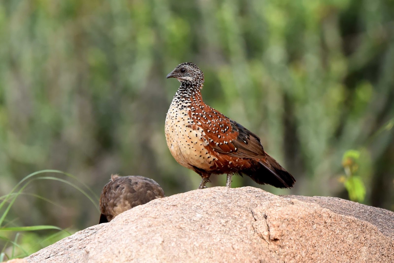 VISWANATH S: Gangavathi-Daroji Sloth Bear Sanctuary-July 2017
