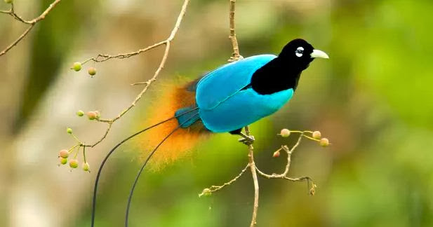 Burung Surga Dari Indonesia - UNIKLOPEDIA