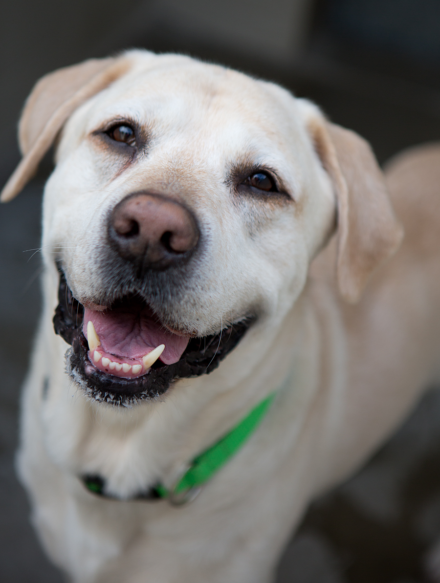 Shelter Dogs of Portland: "QUAKER" aka SUNBEAR (Happy Update) gentle ...