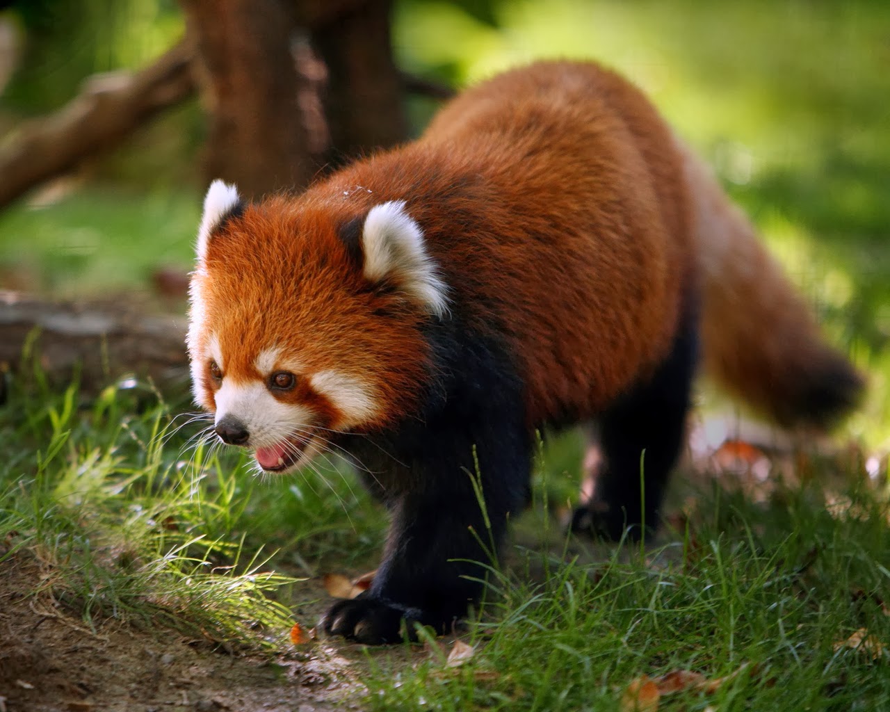 Andy foto natura: Panda rojo