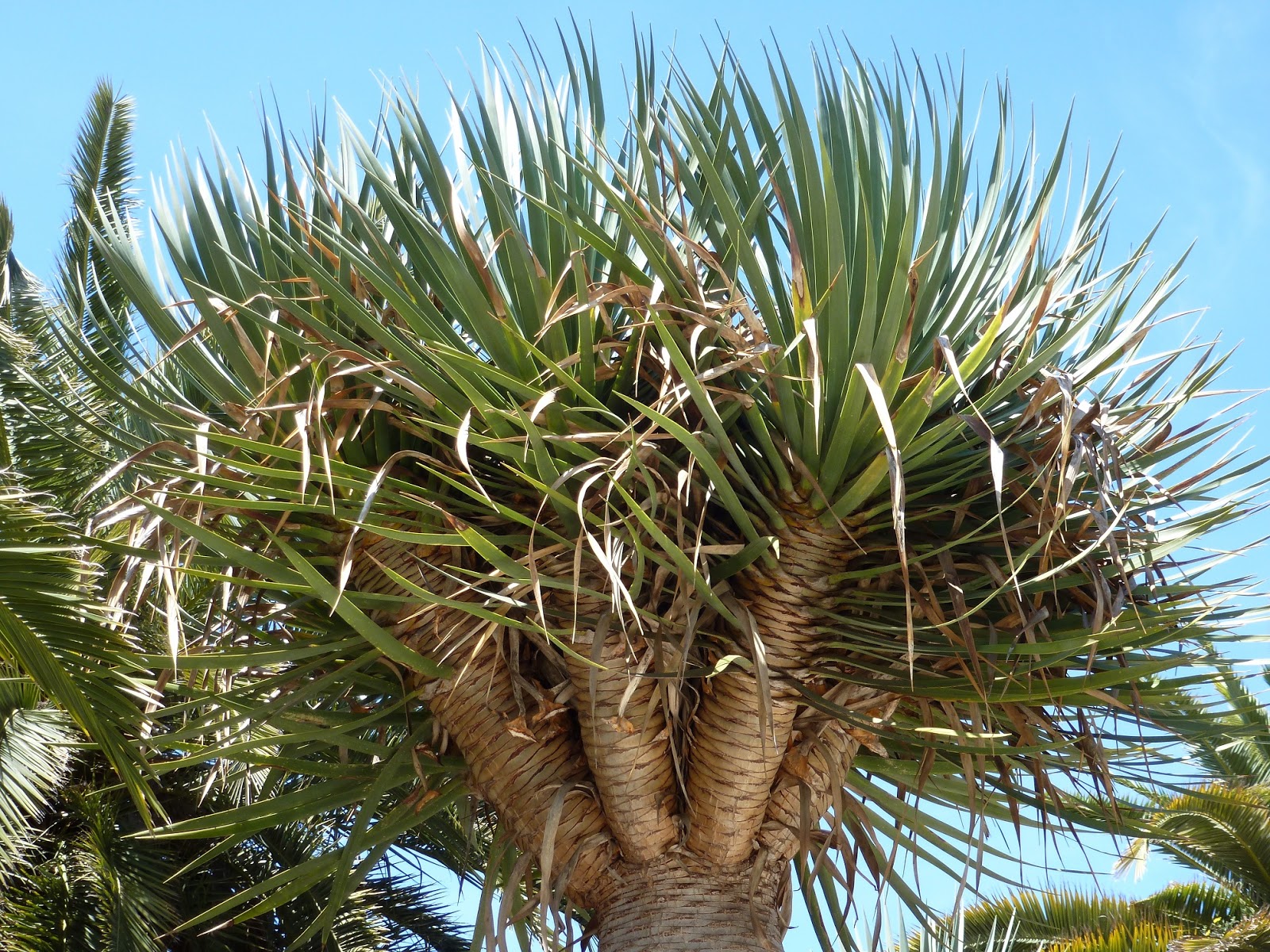 Árboles con alma: Drago de Canarias. (Dracaena draco)